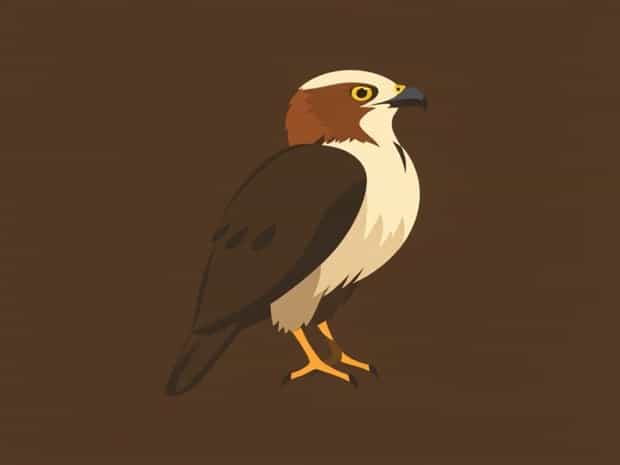 Bird Of Prey Species